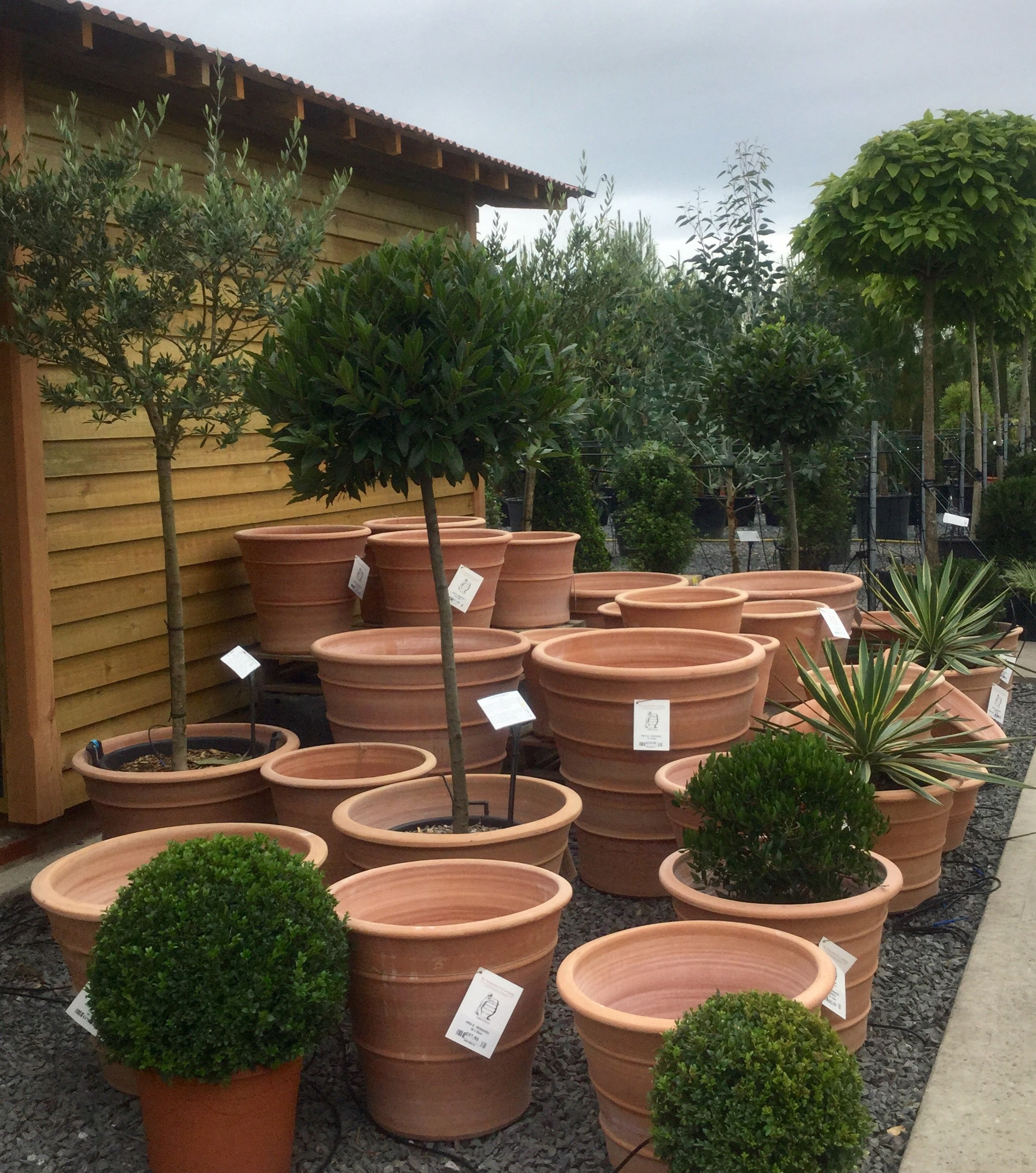 Сад: Методы экспресс-озеленения для нового участка | Flatica