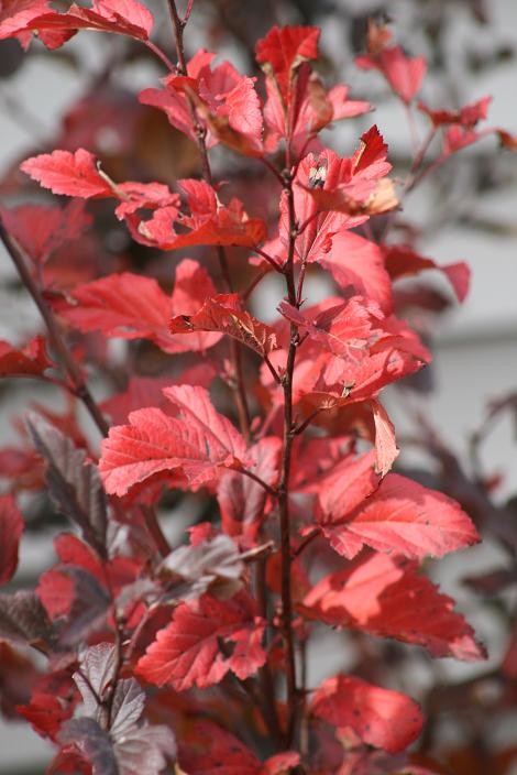 Декоративные кустарники: 12 причин посадить их в своем саду | Flatica